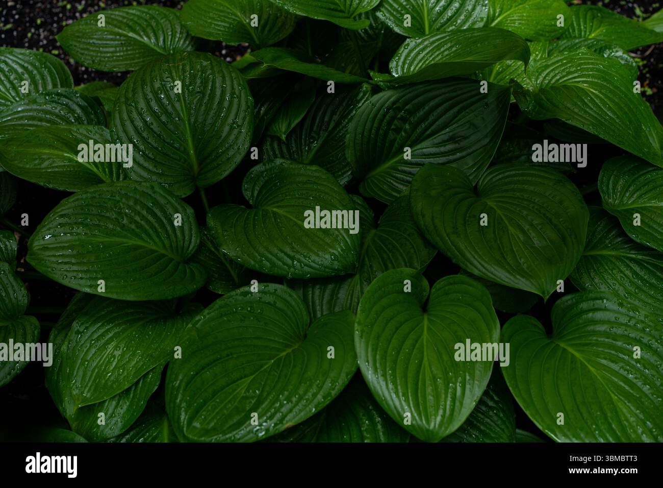 deep green hosta leaves with sparkling water droplets in shade garden ...