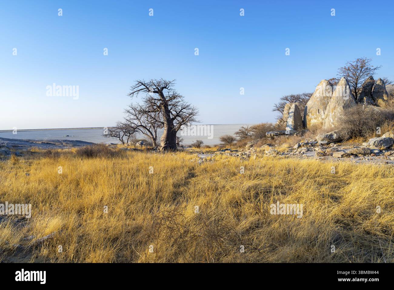 African baobab or baobab tree (Adansonia digitata), several trees ...