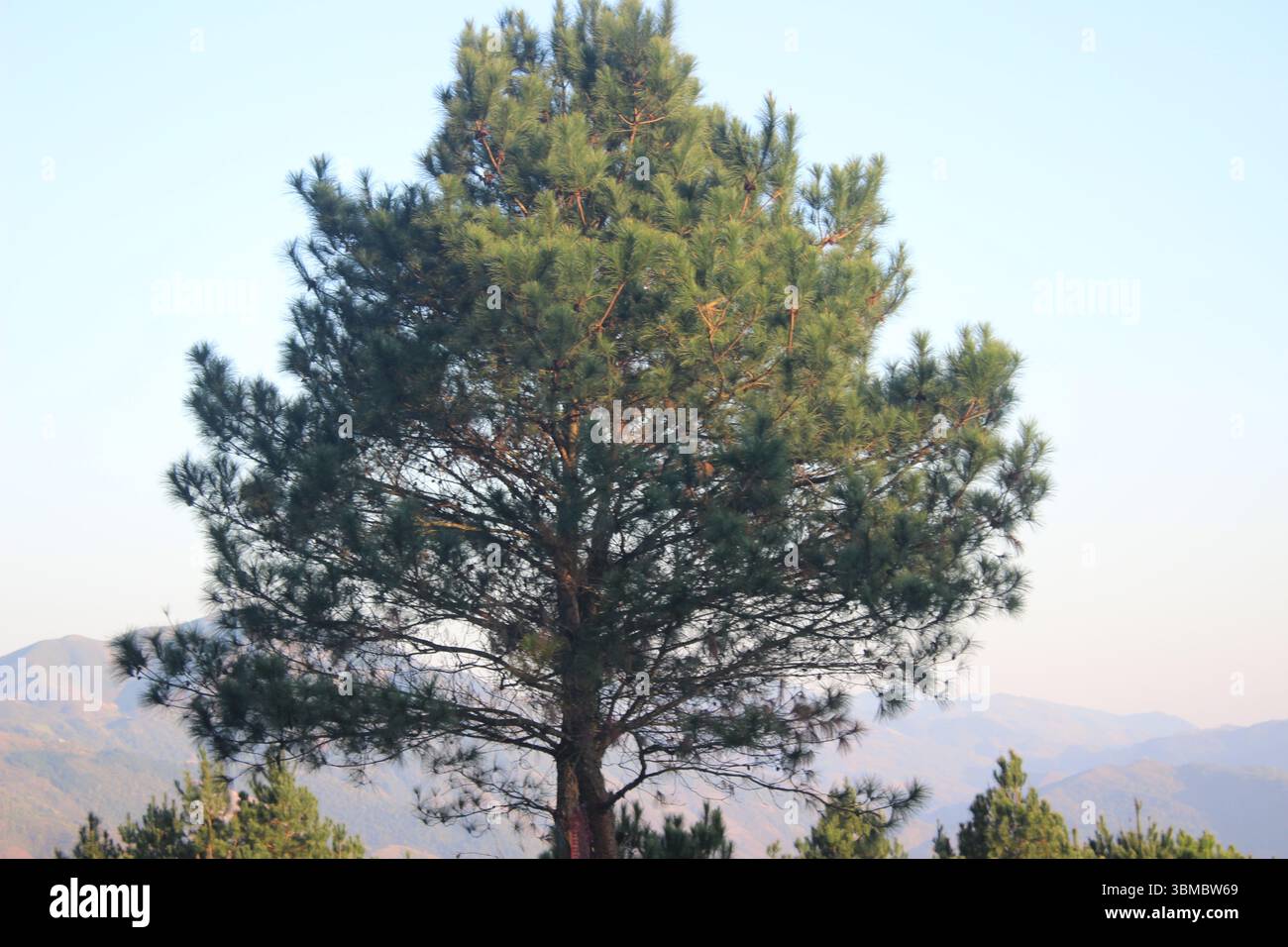 A solitary pine tree standing prominently on a ridgeline with mountain ...