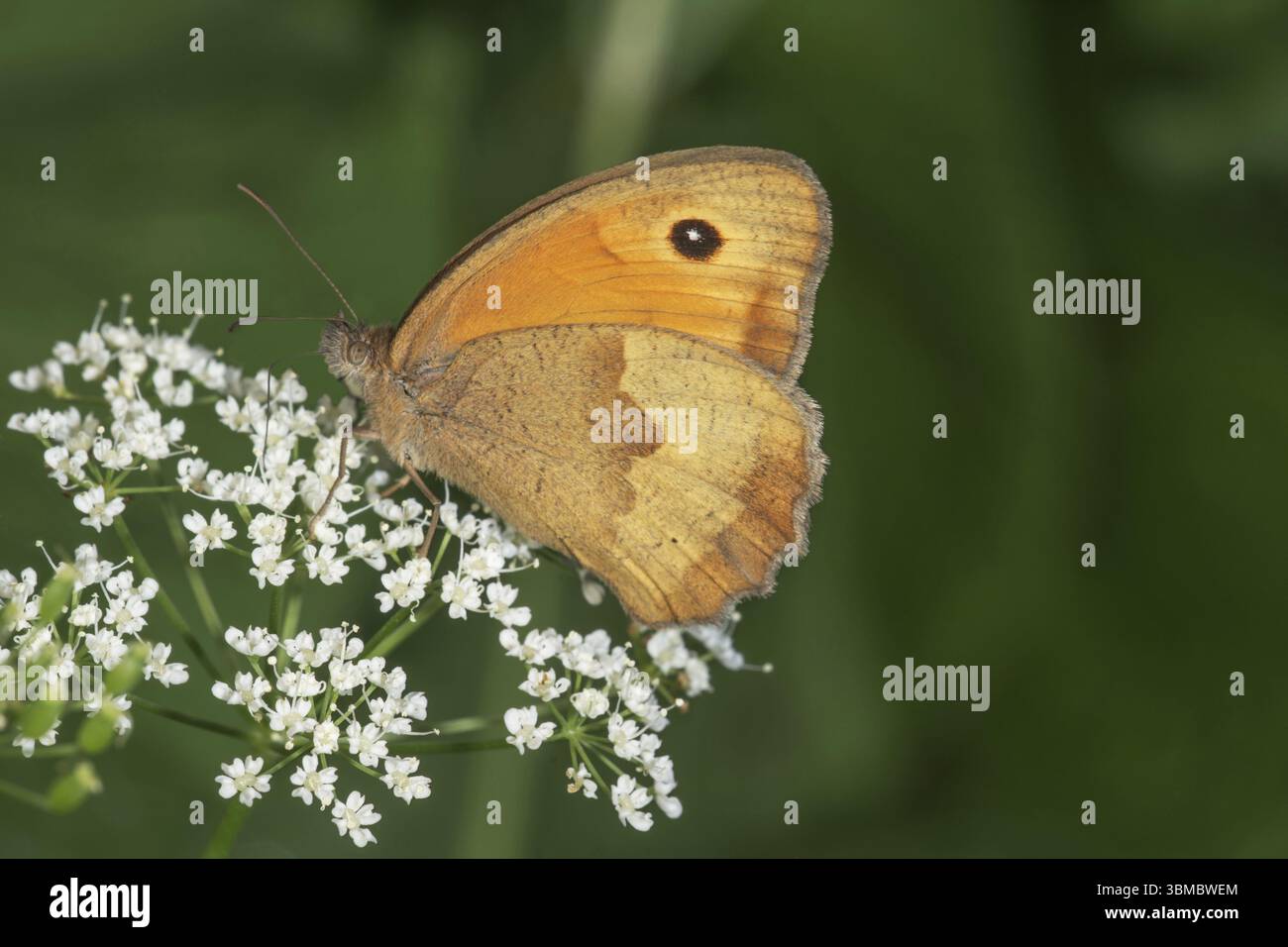 A female ox-eye daisy (Maniola jurtina) sitting on white flowers of ...