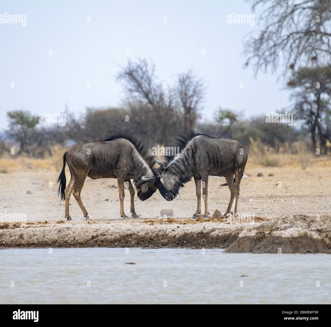 Blue wildebeest botswana africa hi-res stock photography and images - Alamy