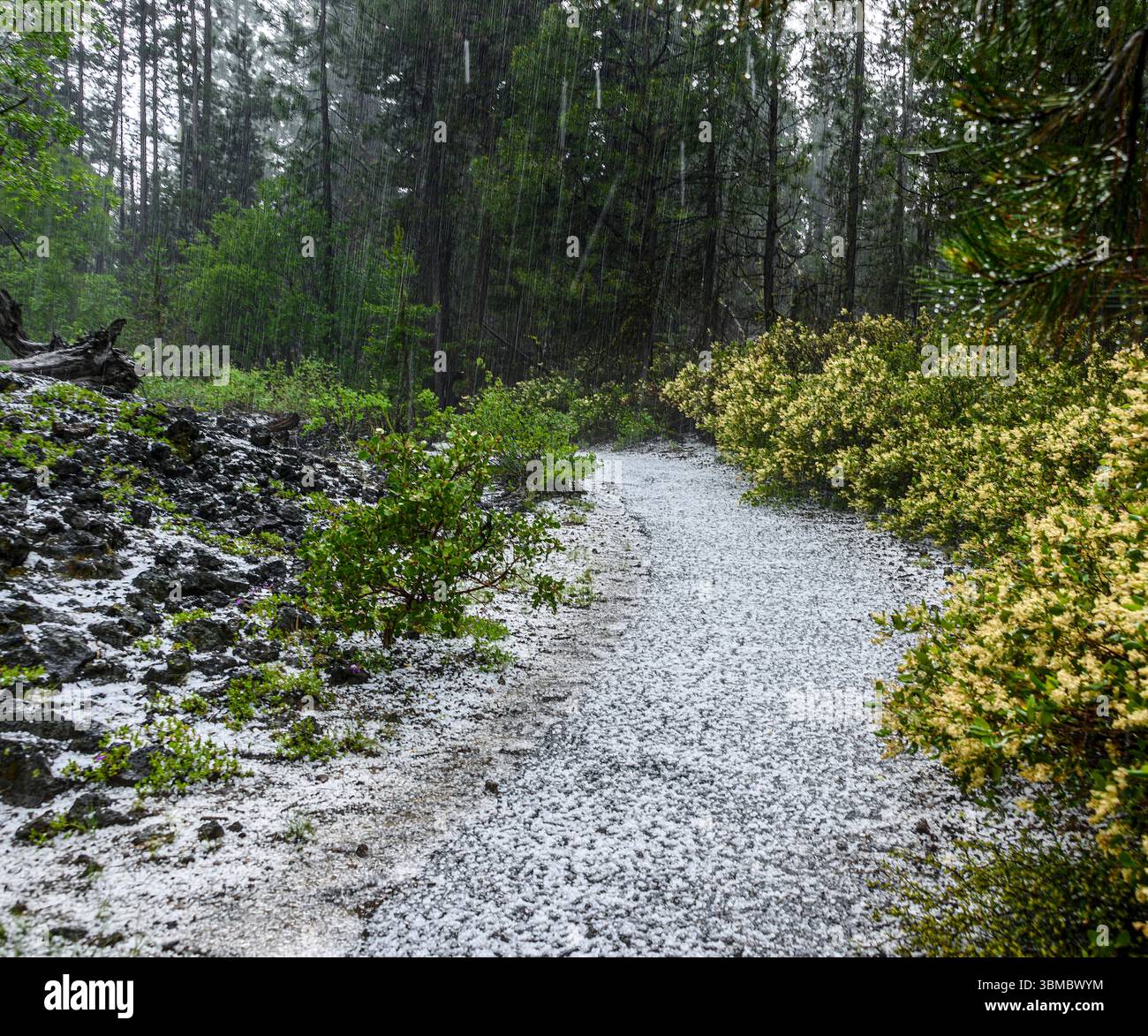 Dense hail hi-res stock photography and images - Alamy