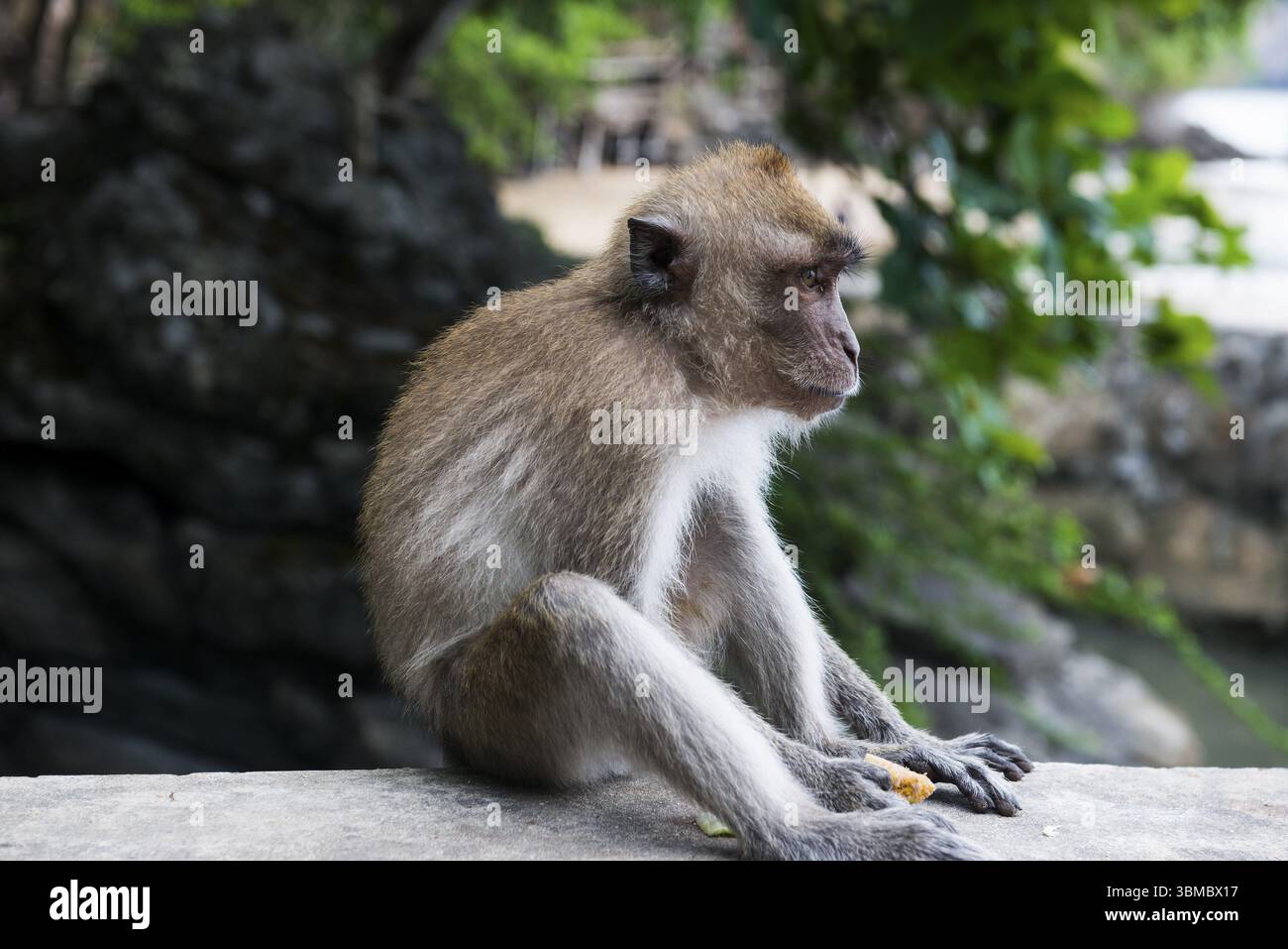 Monkey on the beach, macaque, Ao Nang Beach, Ao Nang, Krabi, Thailand ...