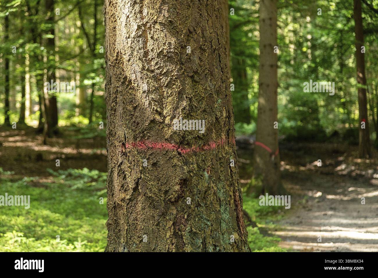 Tree marked for felling, forest, Sieversen, Rosengarten, Lower Saxony ...