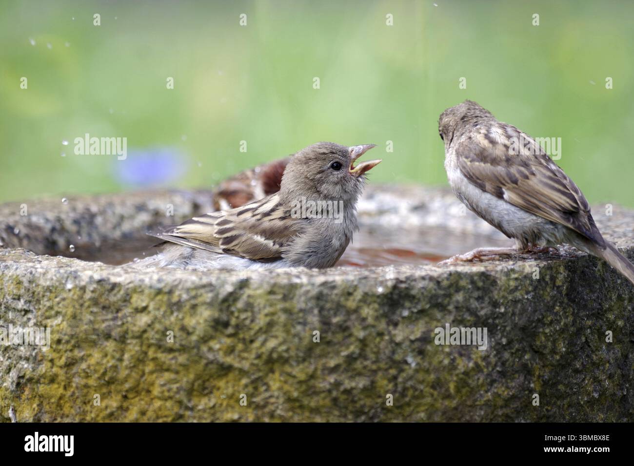 House sparrow (Passer domesticus), 3, bird bath, water, bathing, heat ...