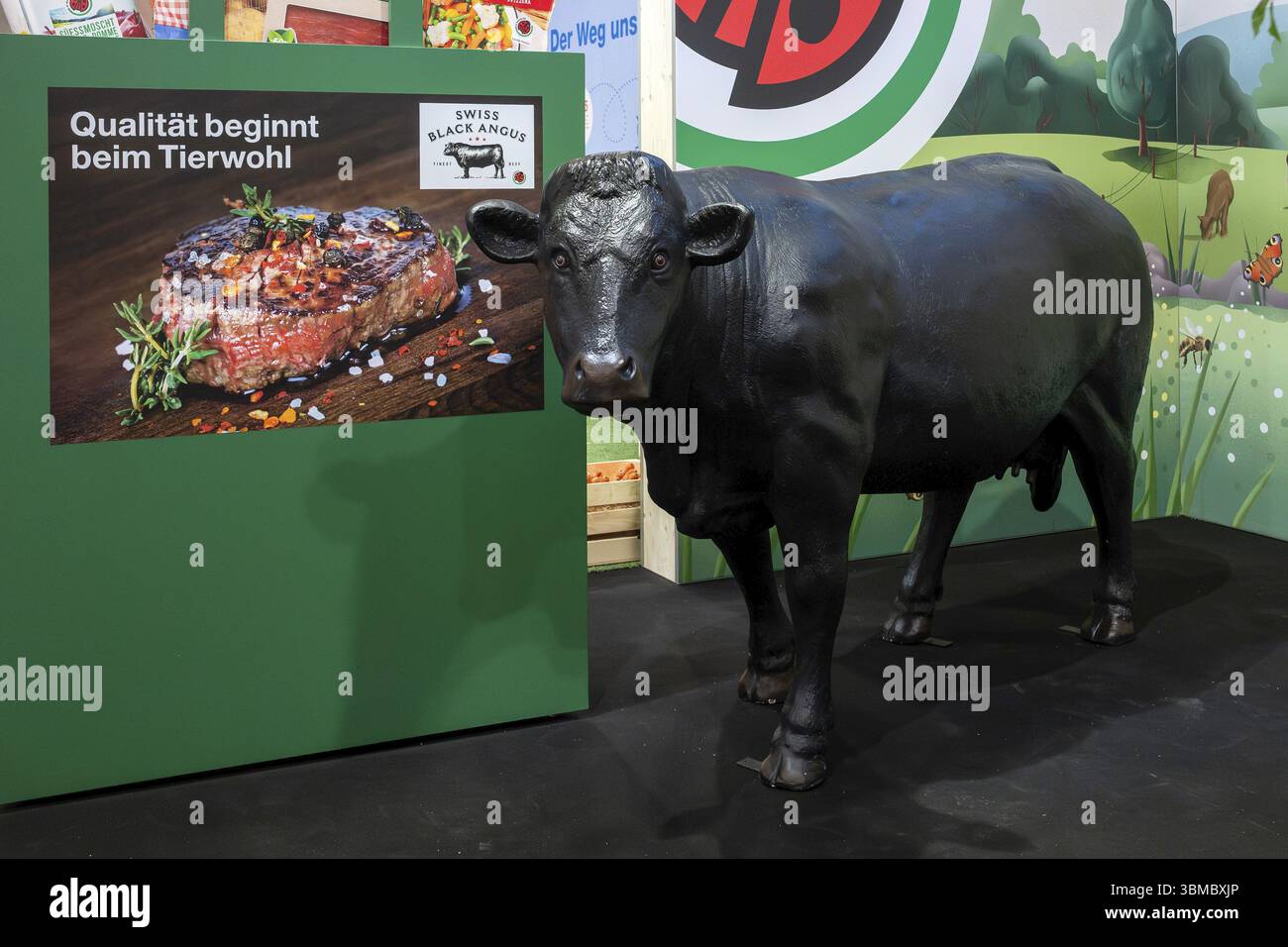 Swiss Black Angus cattle breeding exhibition stand Stock Photo - Alamy