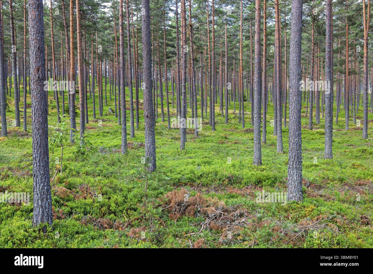 Pine forest with green blueberry bushes on the ground in summer Stock ...