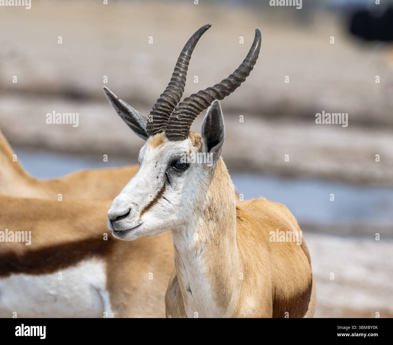Springbok (Antidorcas marsupialis), animal portrait, Nxai Pan National ...