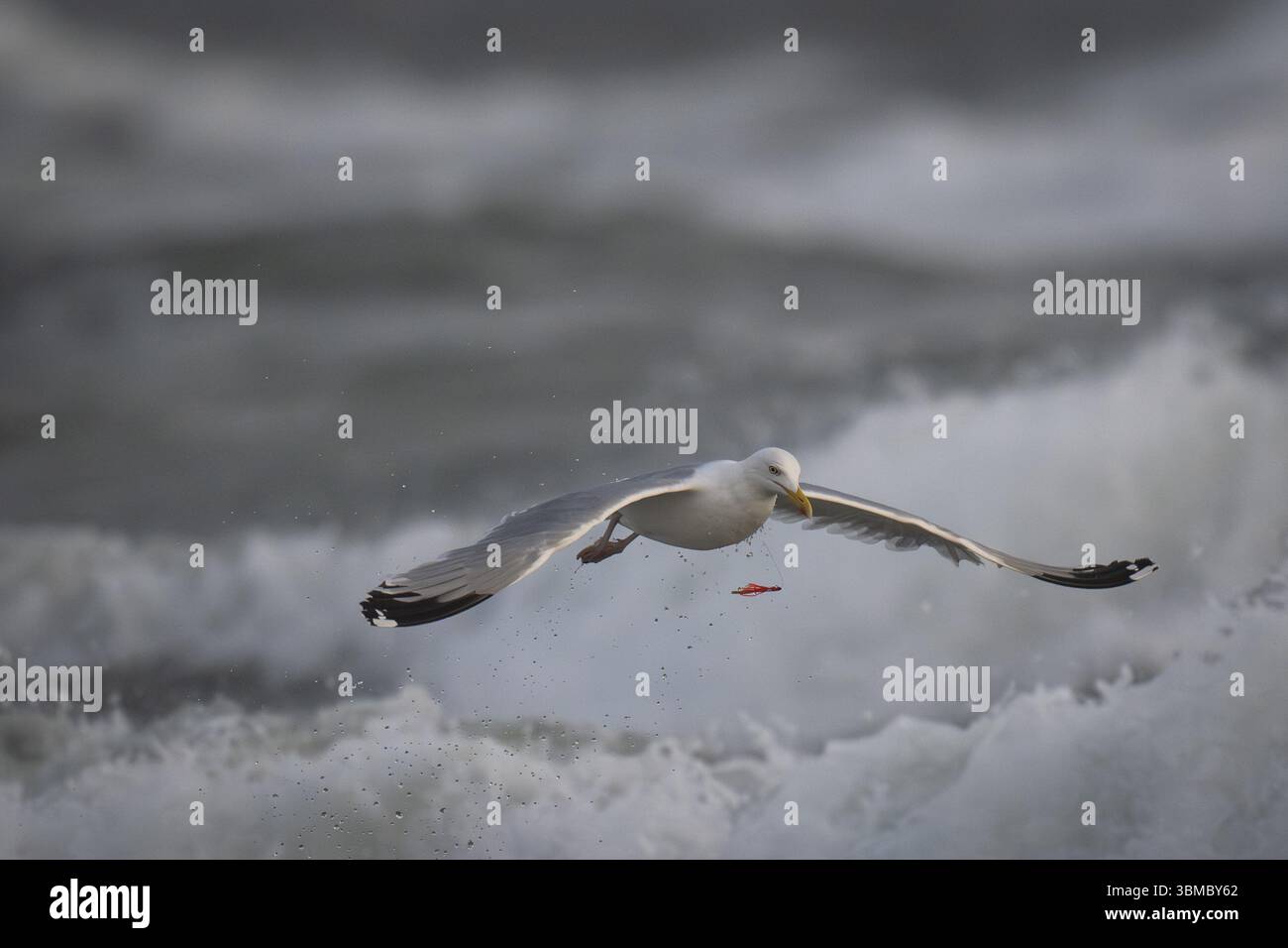 Spat out again hi-res stock photography and images - Alamy
