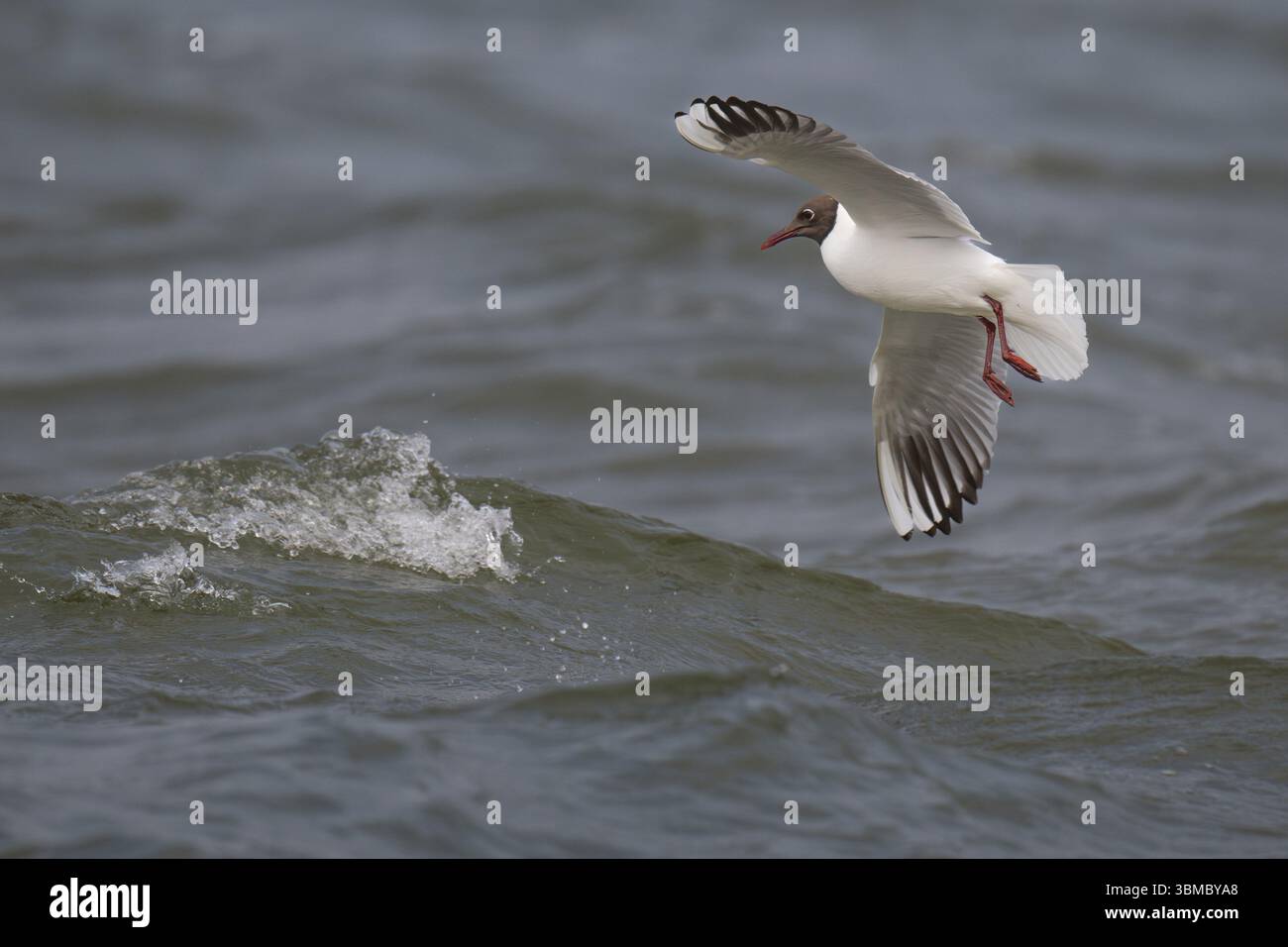 Black-headed gull (Chroicocephalus ridibundus) in summer plumage ...