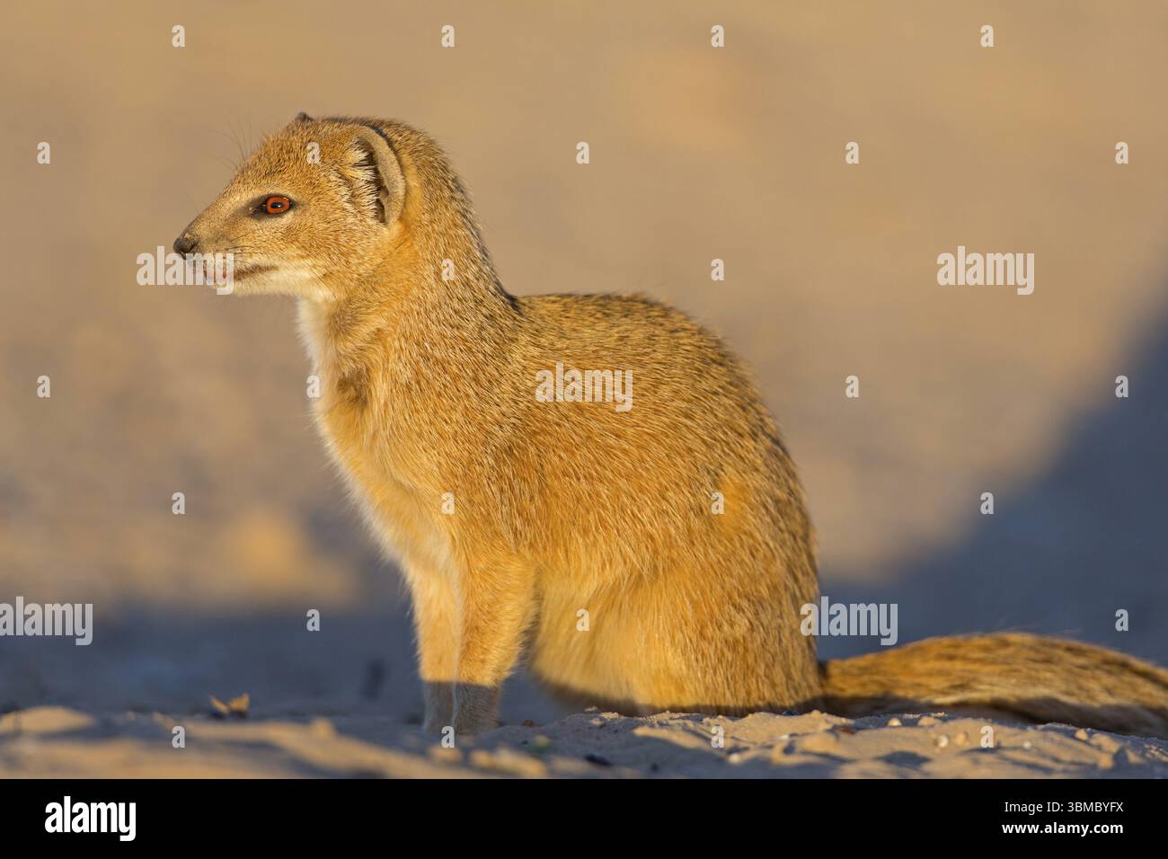 Fox mongoose, (Cynictis penicillata), animals, mammals, mongoose family ...