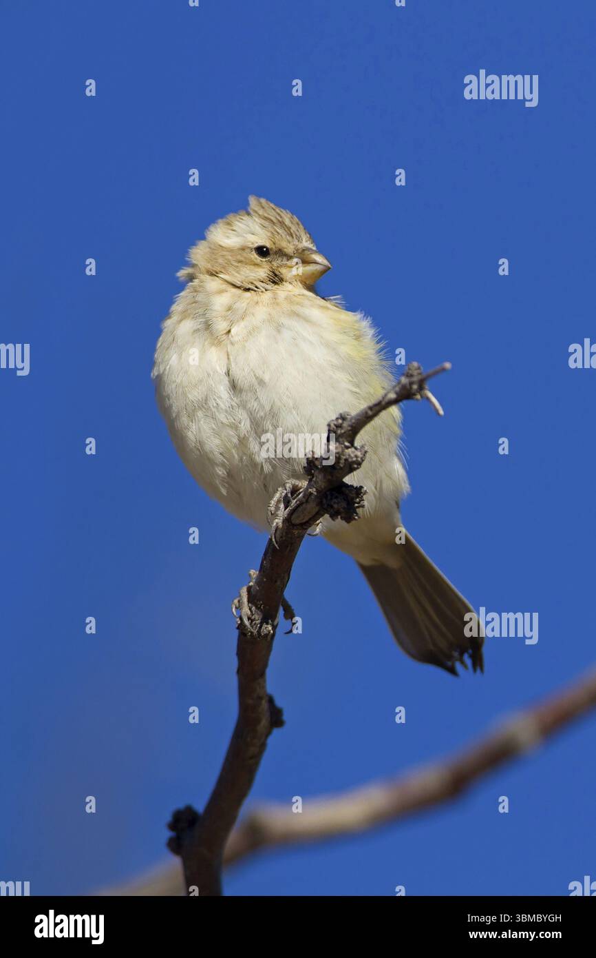 Yellow-bellied Seedeater, (Serinus flaviventris), Animals, Birds, Finch ...