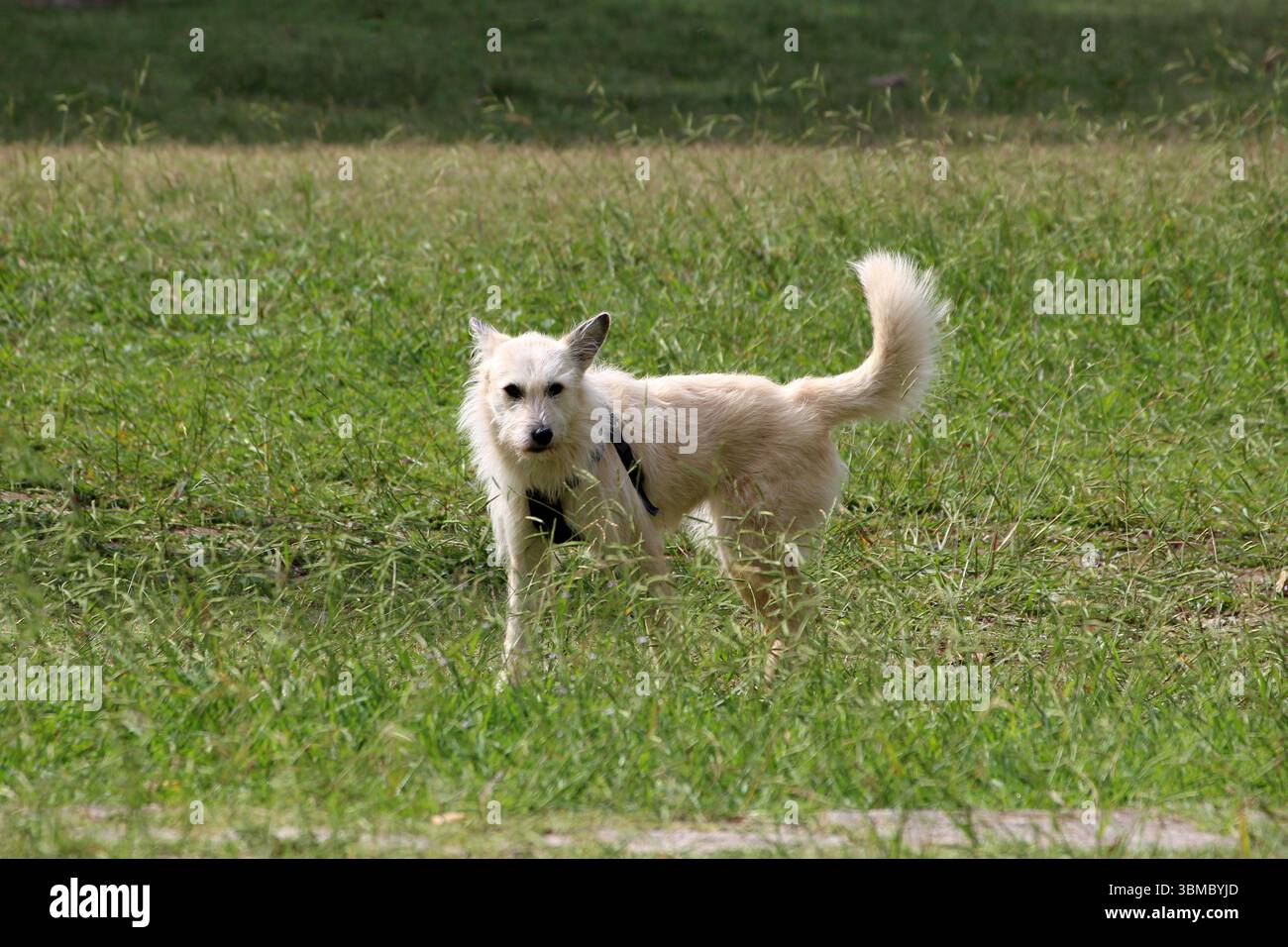 Medium-sized scruffy white dog with upright ears and bushy tail stands ...