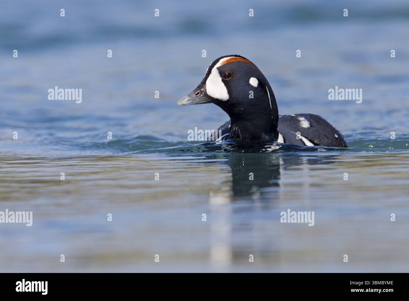 Ruffed Duck, (Histrionicus histrionicus), animals, birds, ducks, duck ...