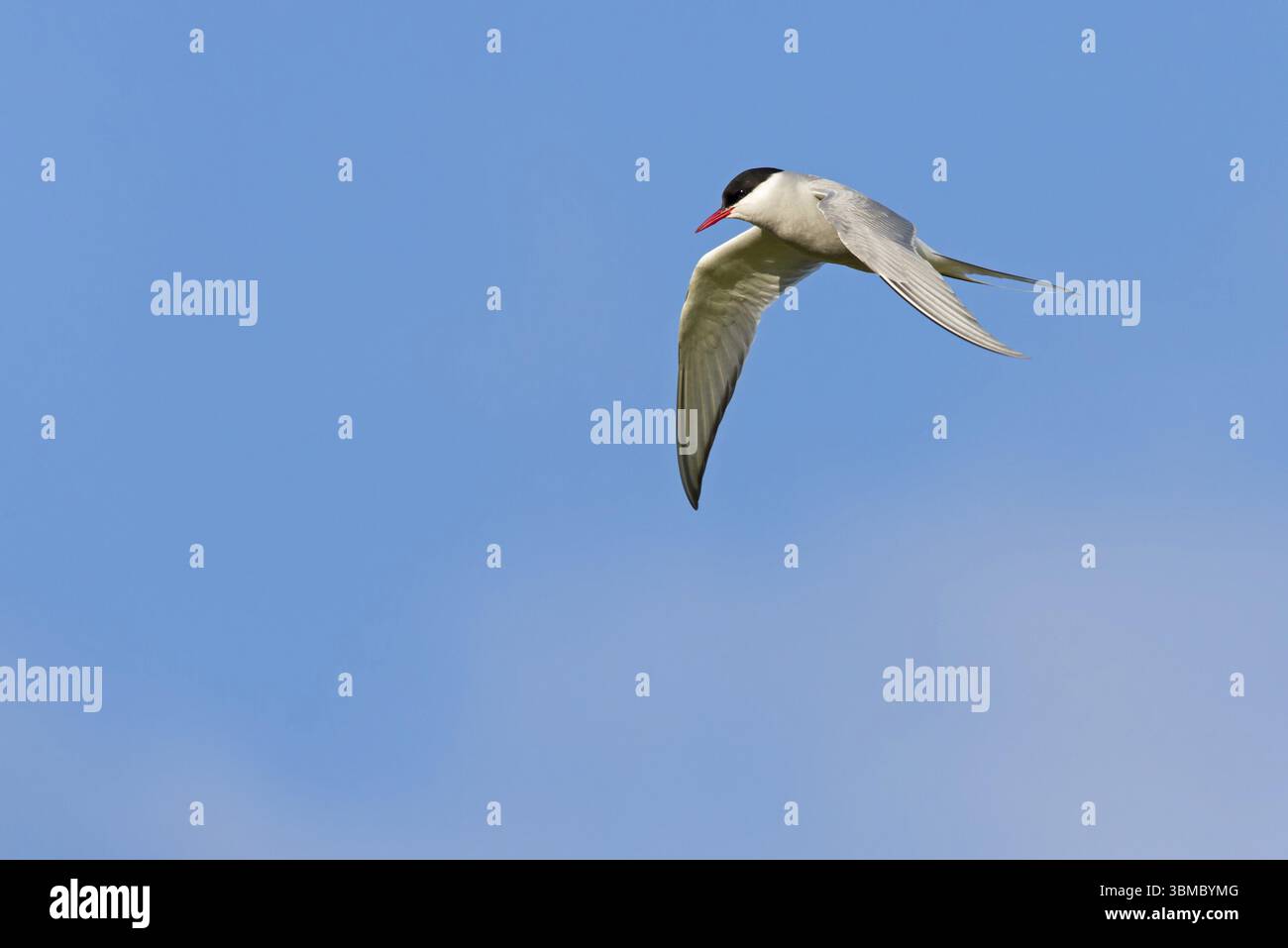 Arctic Arctic Tern, (Sterna paradisaea), animals, birds, subspecies of ...