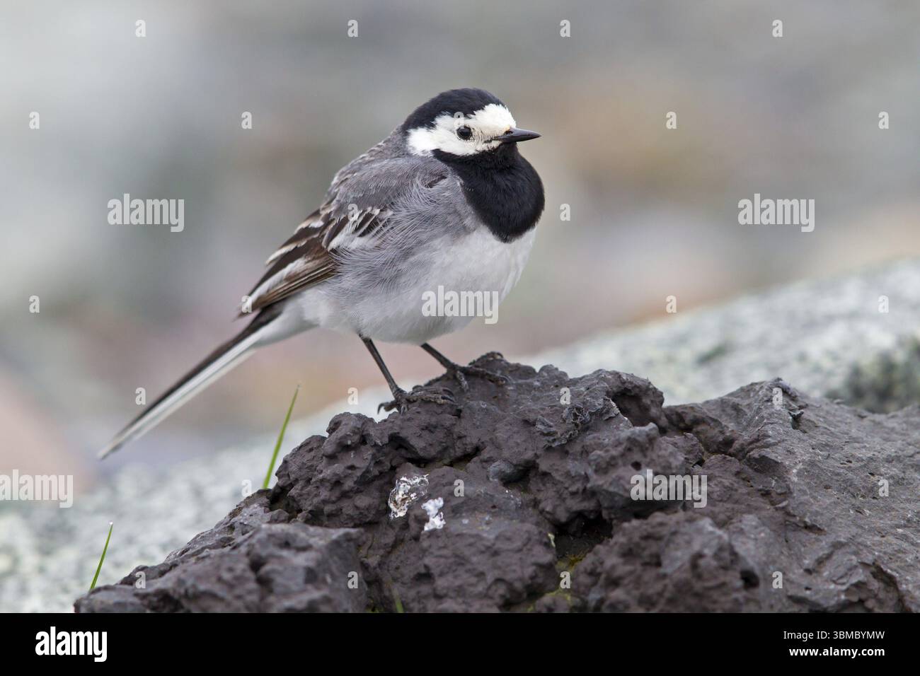 White wagtail, (Motacilla alba), animals, bird, songbird, family of ...