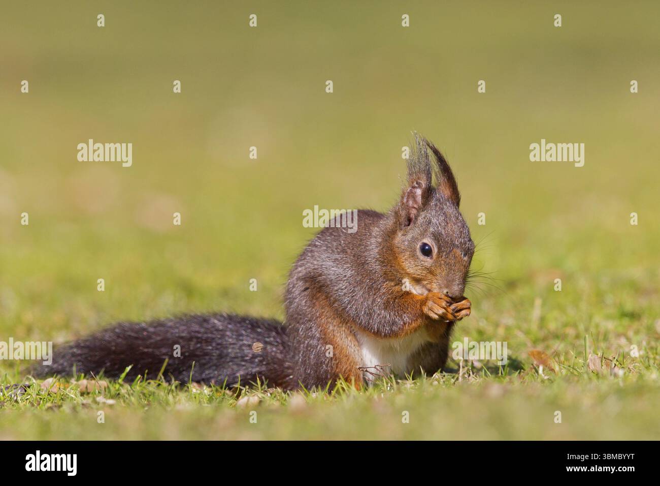Squirrels, (Sciurus vulgaris), animals, mammals, tree squirrels ...