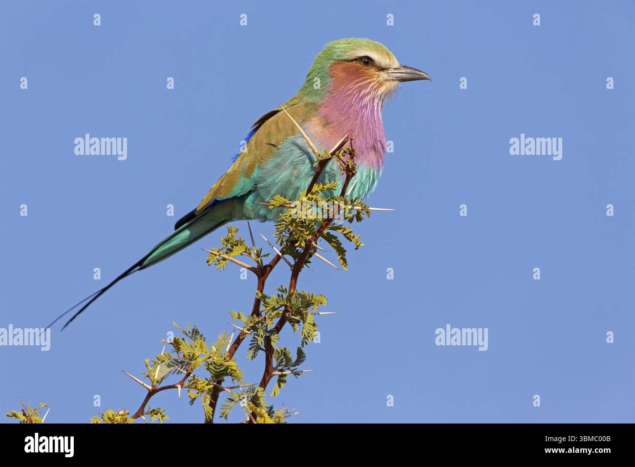 Fork-tailed Roller, (Coracias caudata), Animals, Birds, Perching ...