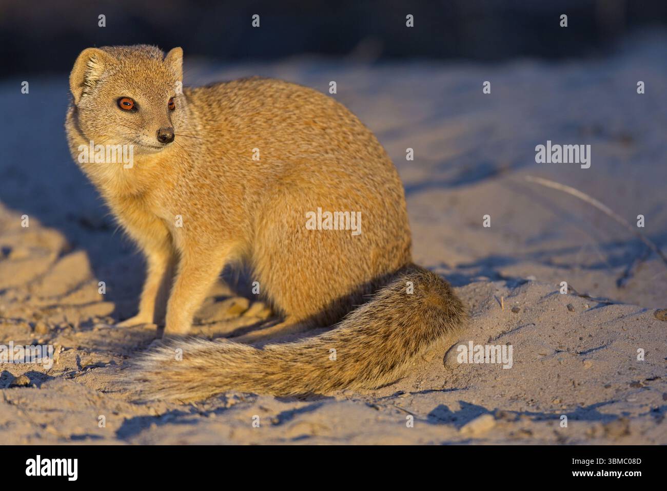 Fox mongoose, (Cynictis penicillata), animals, mammals, mongoose family ...