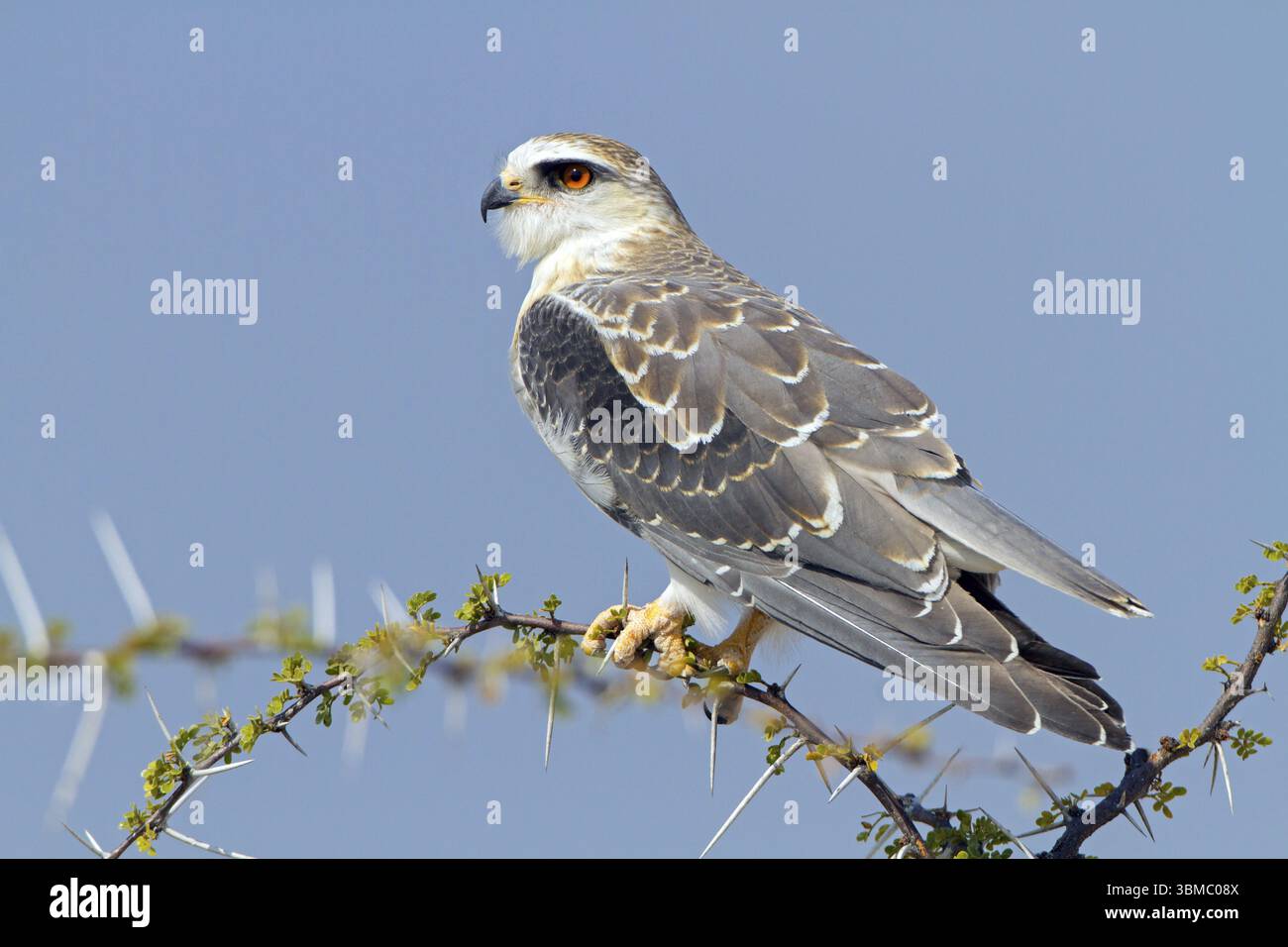 Sliding Kite, (Elanus caeruleus), animals, birds, bird of prey, hawk ...