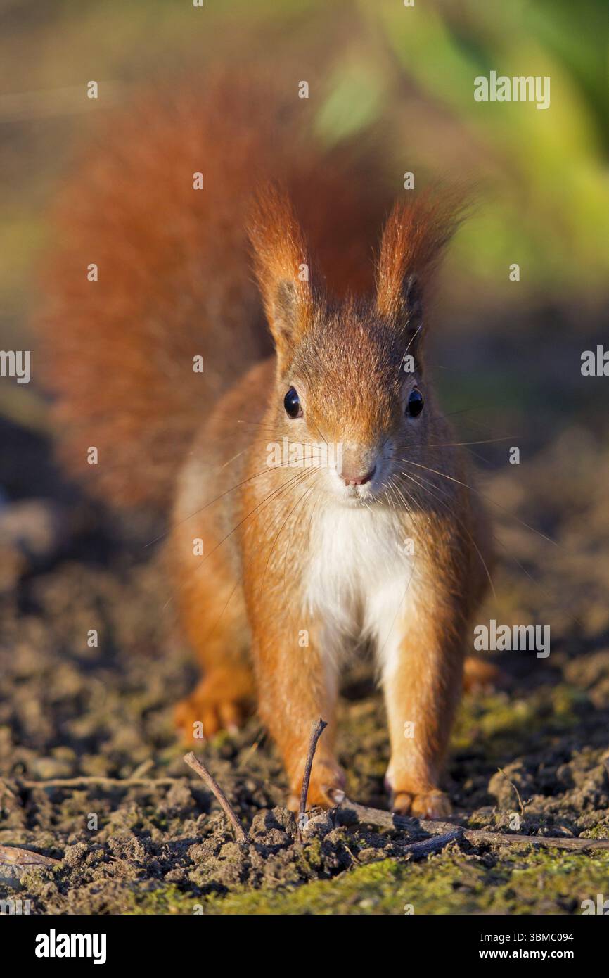 Squirrels, (Sciurus vulgaris), animals, mammals, tree squirrels ...