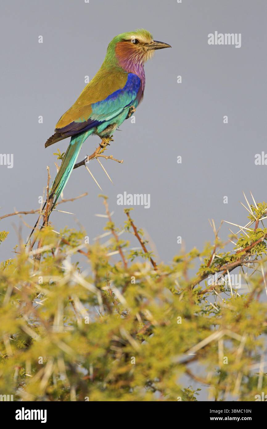 Fork-tailed Roller, (Coracias caudata), Animals, Birds, Perching ...