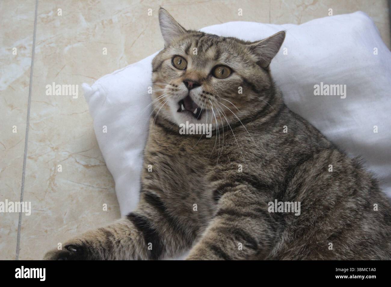 A startled tabby cat lying on a white pillow with its mouth open ...