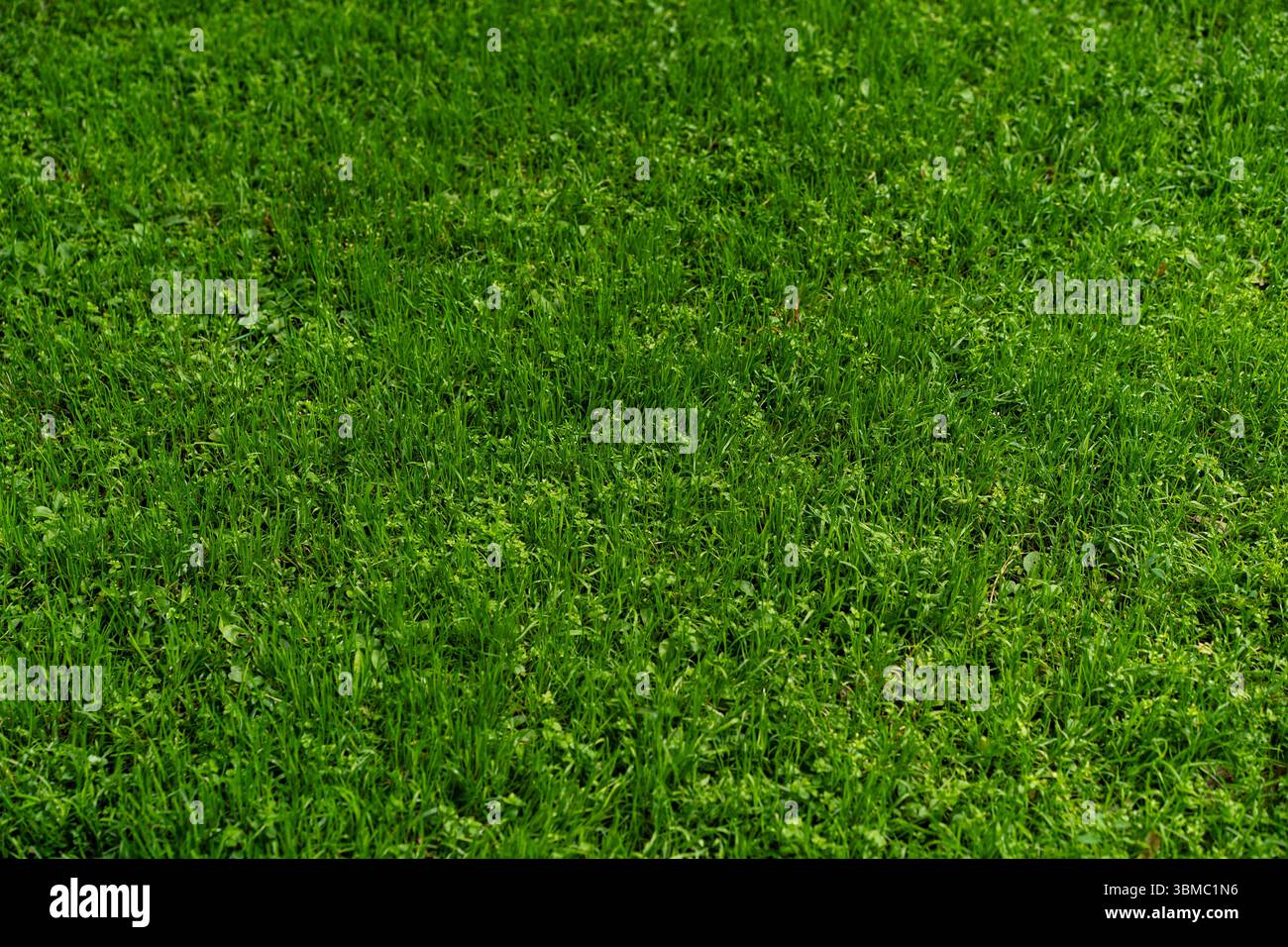 Lush grasses frame hi-res stock photography and images - Alamy