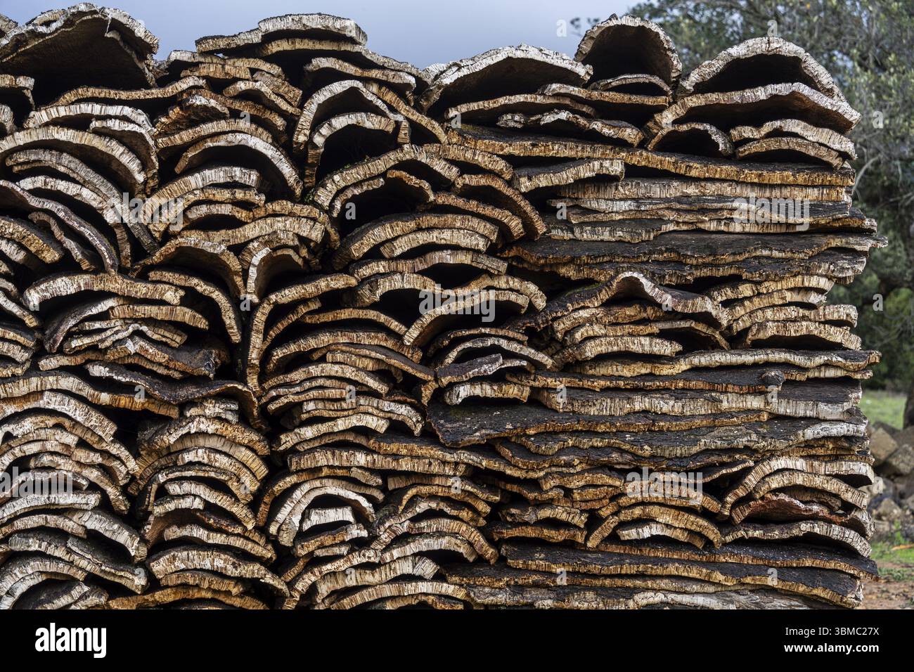 Cork collected in cork oak forests near Taida, Rift mountains, Morocco ...