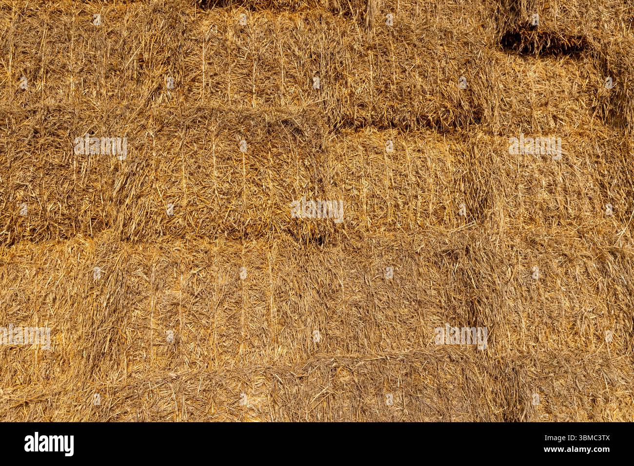 rectangular stacks of straw in the field , a lot of stack of wheat ...