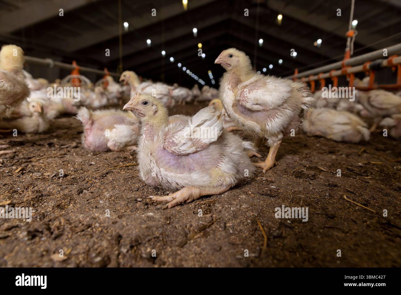meat breeds of broiler chickens are grown close up, A chicken is ...