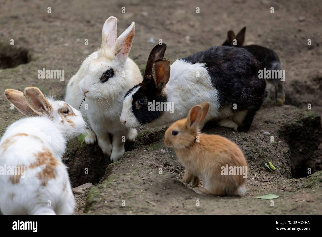 A group of adult and small rabbits on the ground with lots of holes and ...