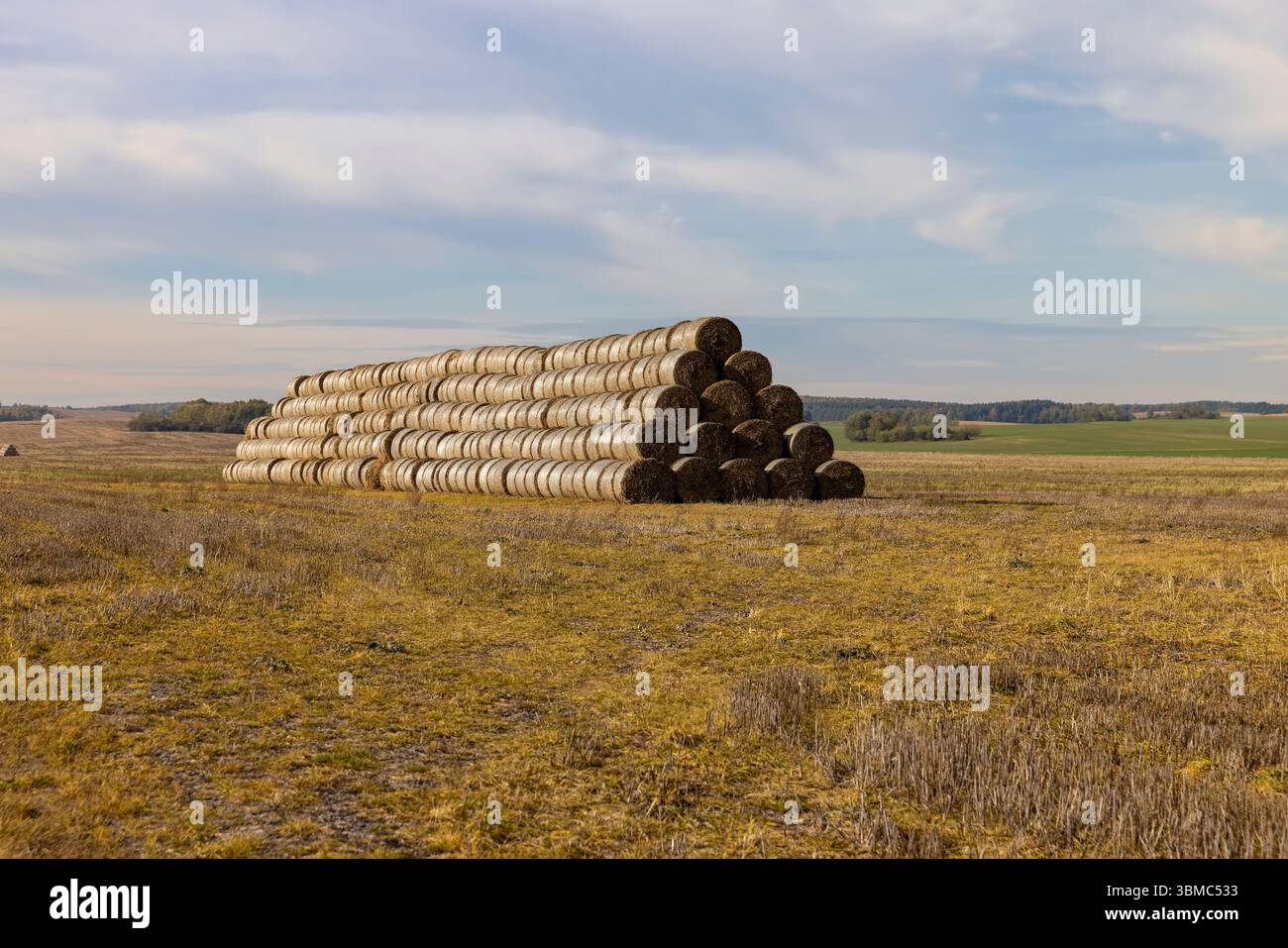 cylindrical stacks of straw stacked together for long-term storage ...
