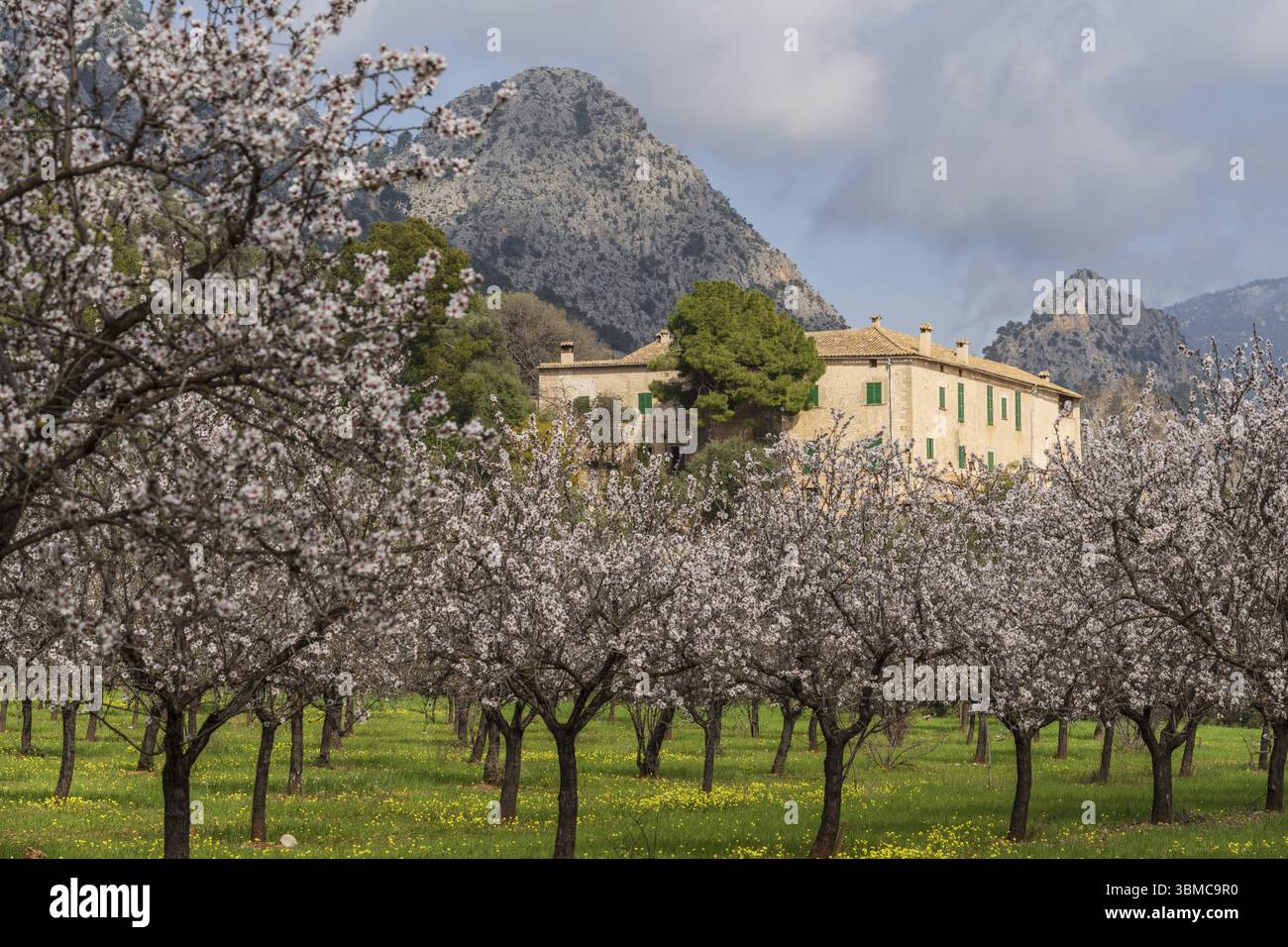 Flowering almond trees, Biniazar, farm of Arab origin, Bunyola, Majorca ...