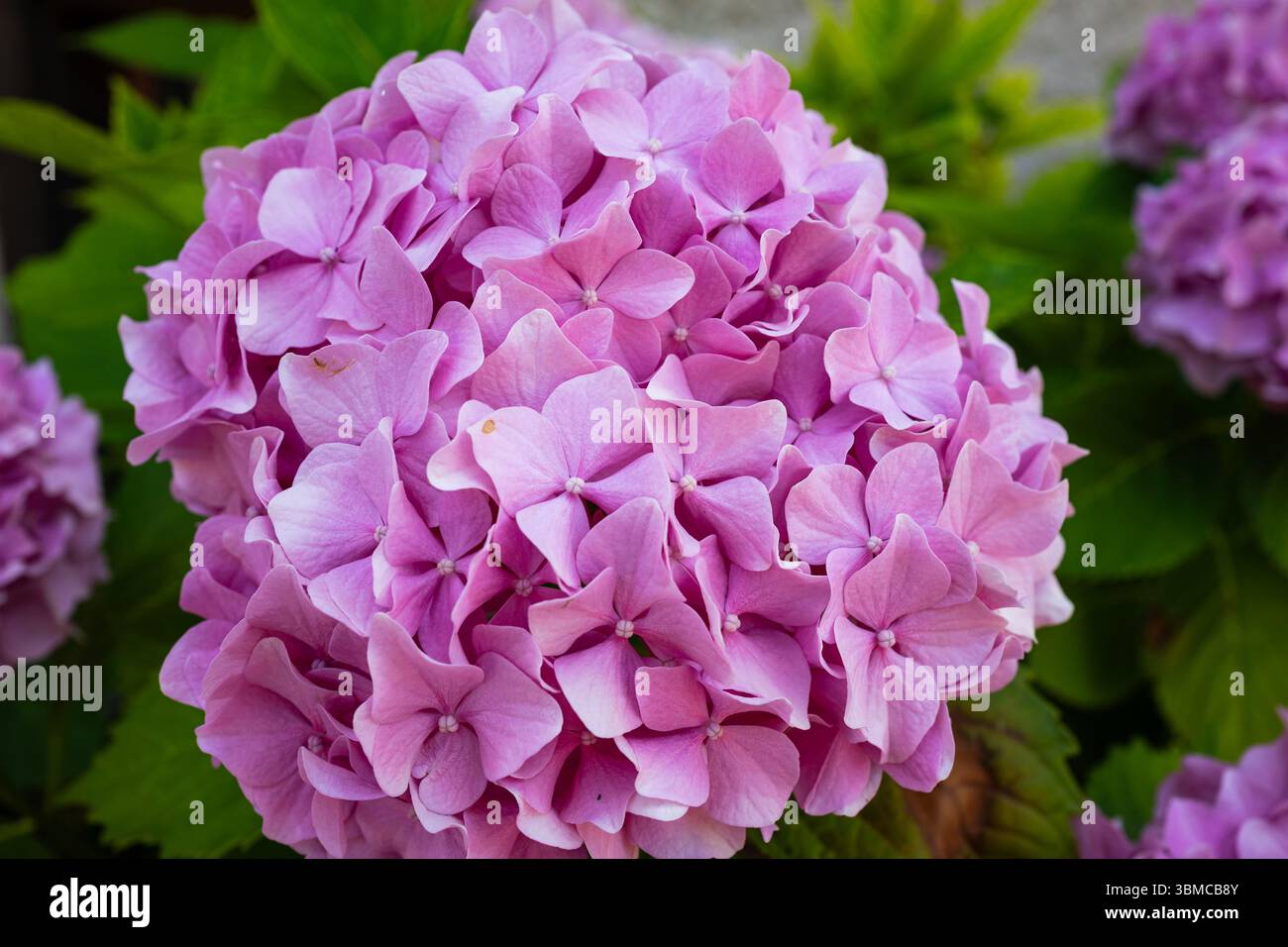 Beautiful, blooming, pink Hydrangea flower bush outdoors. Close up shot ...