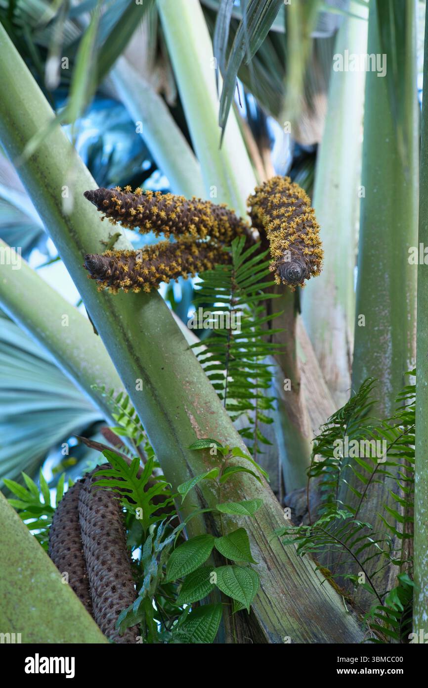 Coco de mer flower hi-res stock photography and images - Alamy