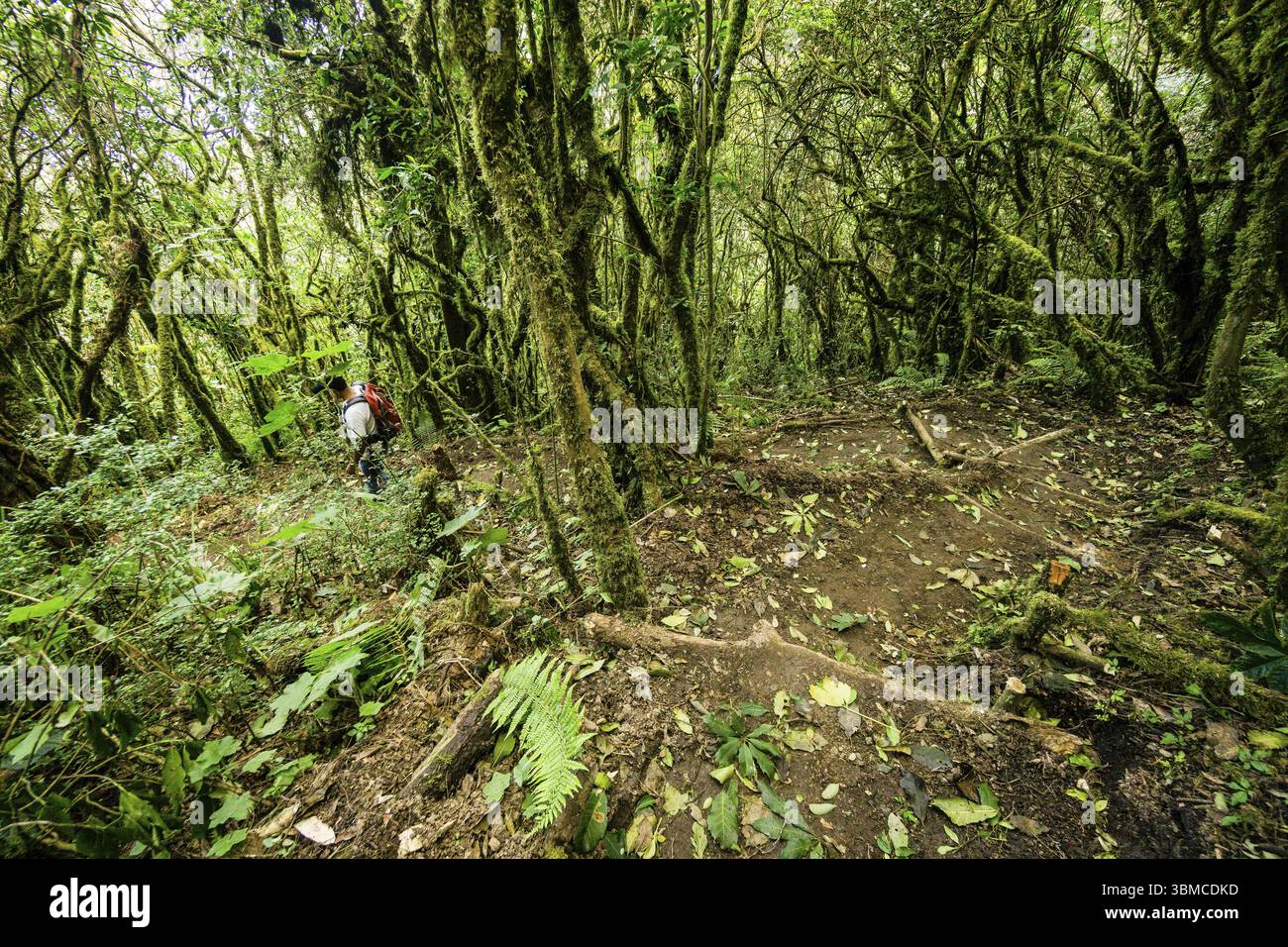 Cloud forest on the slopes of the Toliman volcano, Lake Atitlan ...