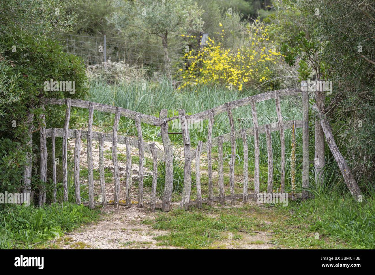 Traditional Mallorcan field barrier, Son Macia, Manacor, Mallorca ...