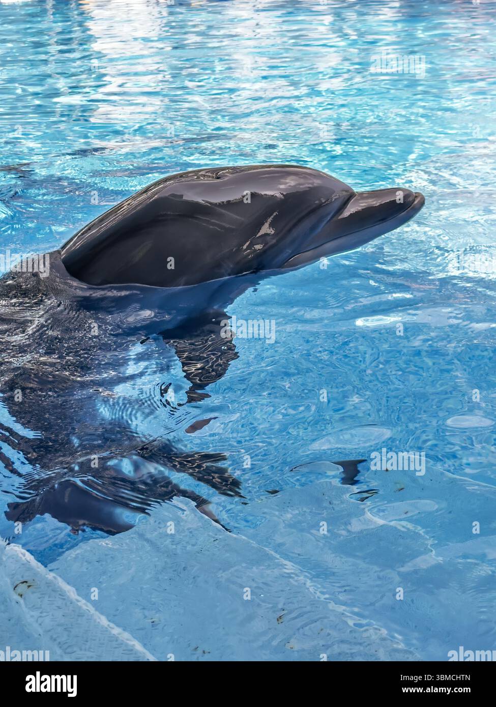 Emerging from pool hi-res stock photography and images - Alamy