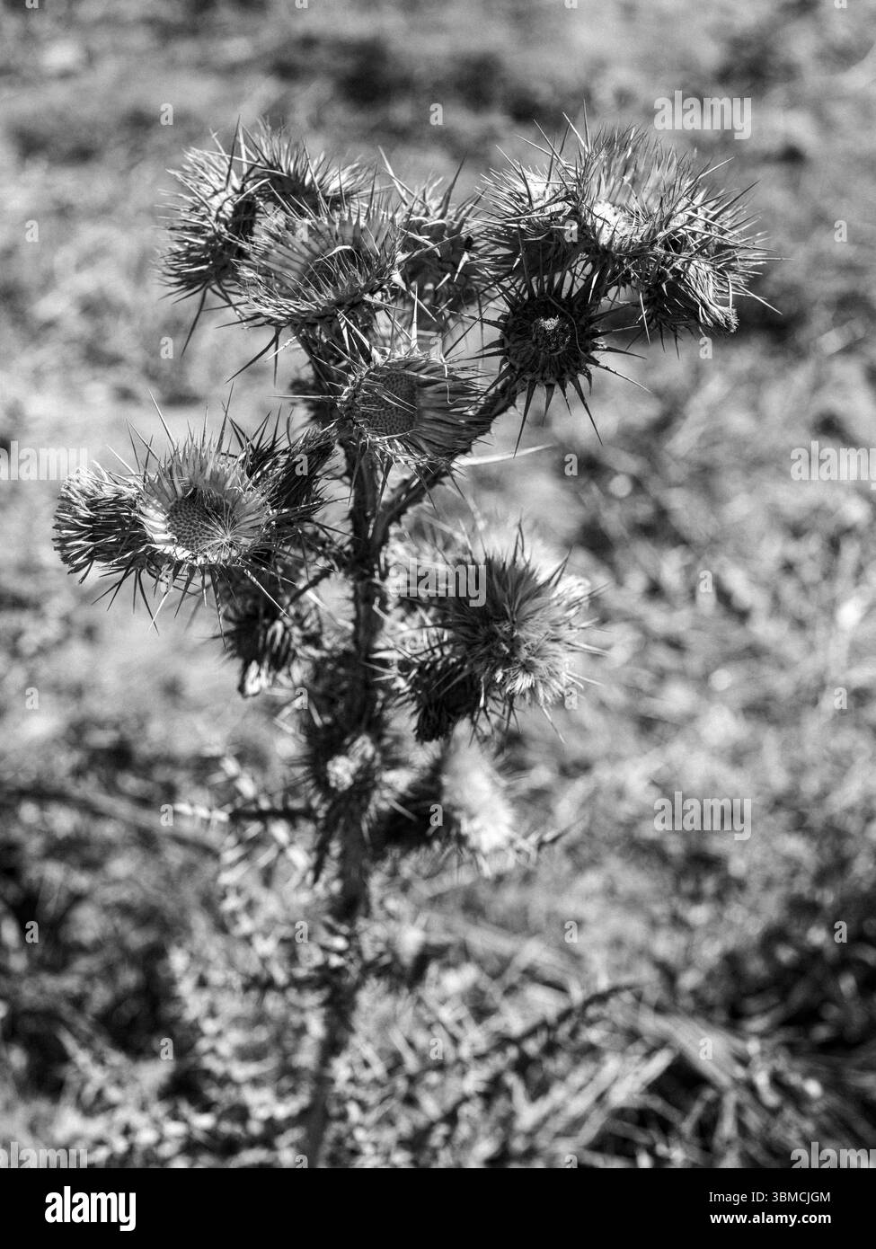 Resilience drought Black and White Stock Photos & Images - Alamy