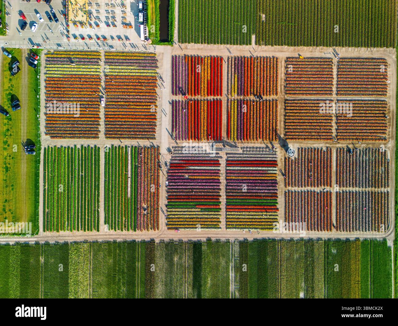 Aerial footage of a vibrant flower farm with colorful tulip rows ...