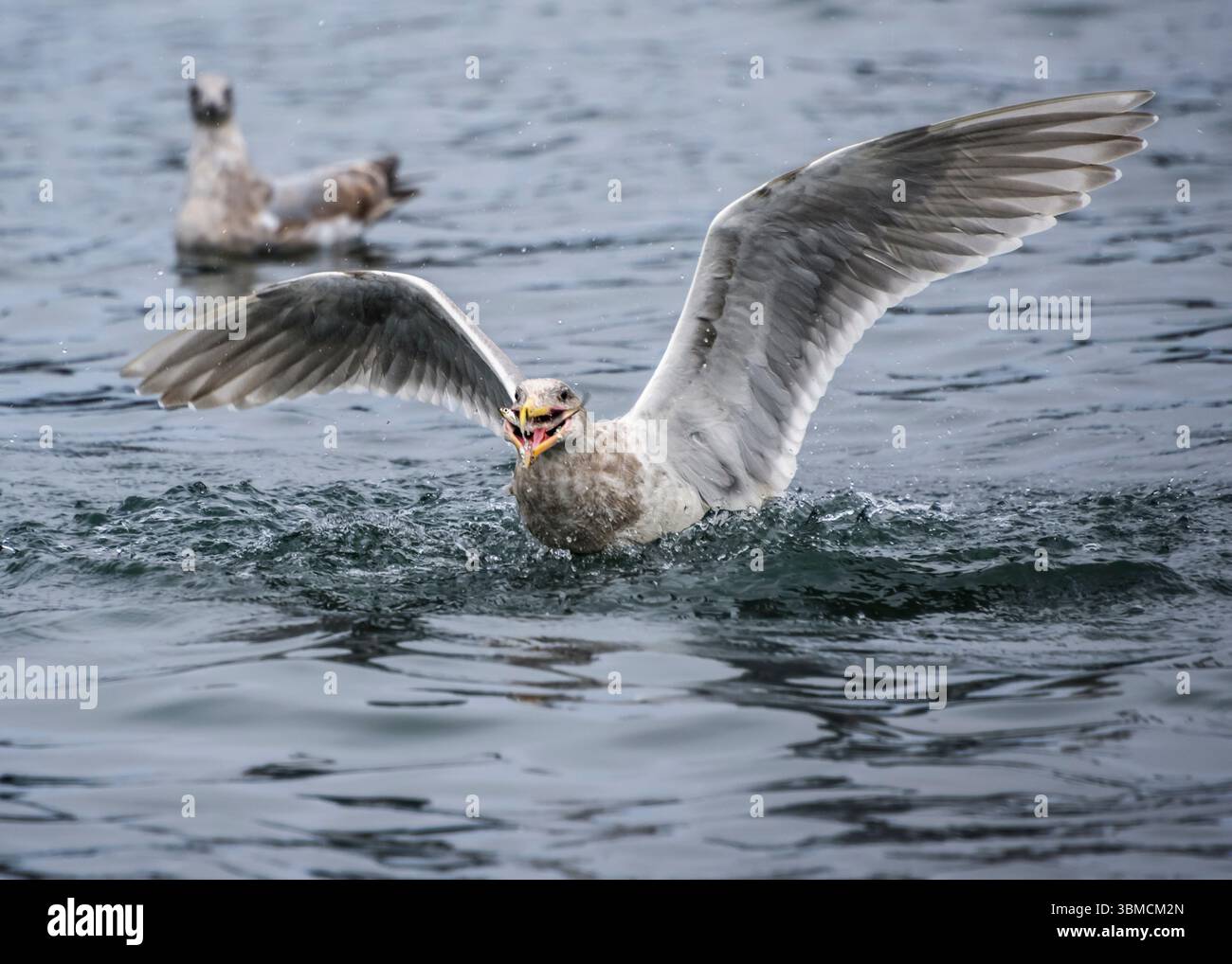 Seagull dives water hunting fish hi-res stock photography and images ...