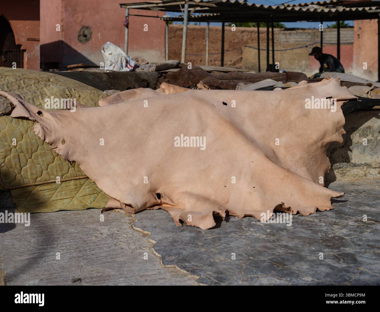 Morocco, Marrakesh, 15 Jun 2025. Tanned hides laid out to dry in the ...