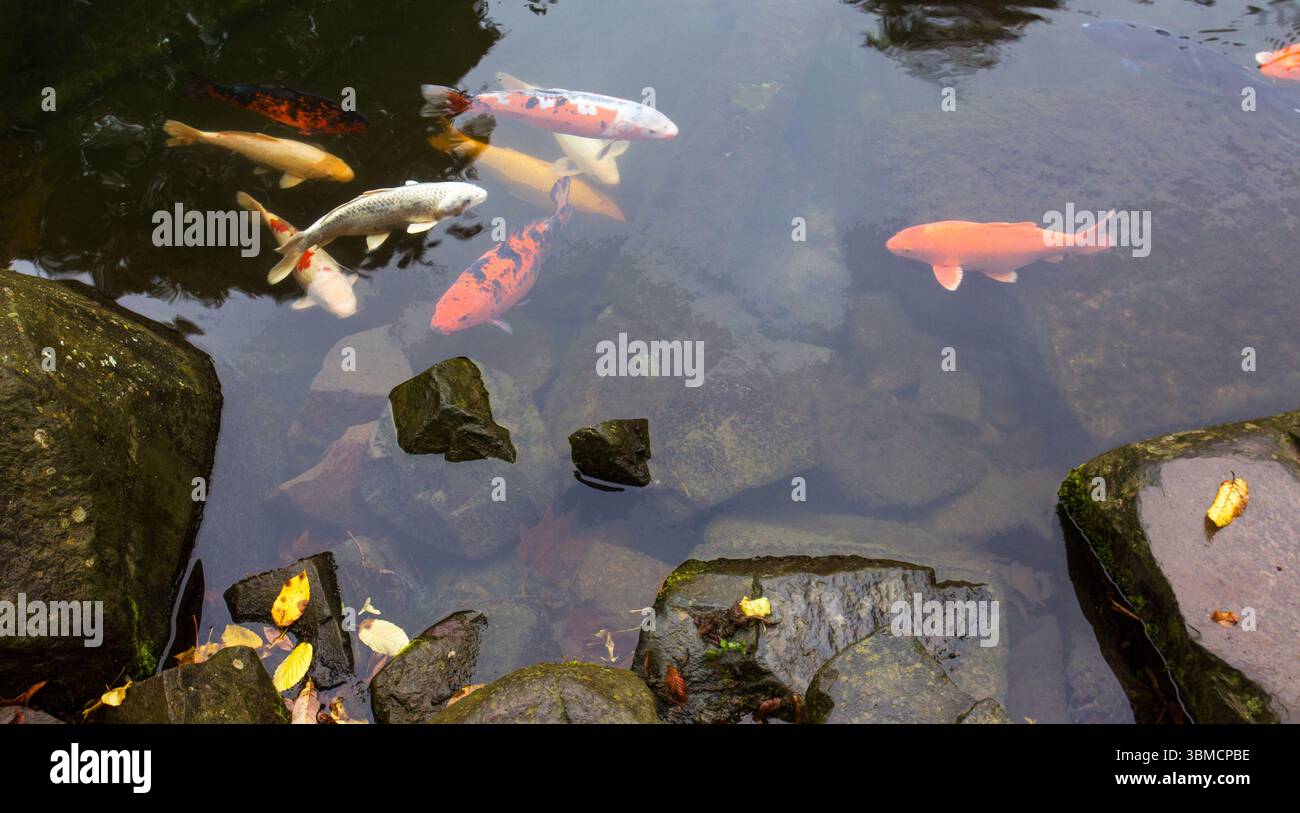 KOI carps in water in Kaiserslautern. Autumn leaf color and topiary ...