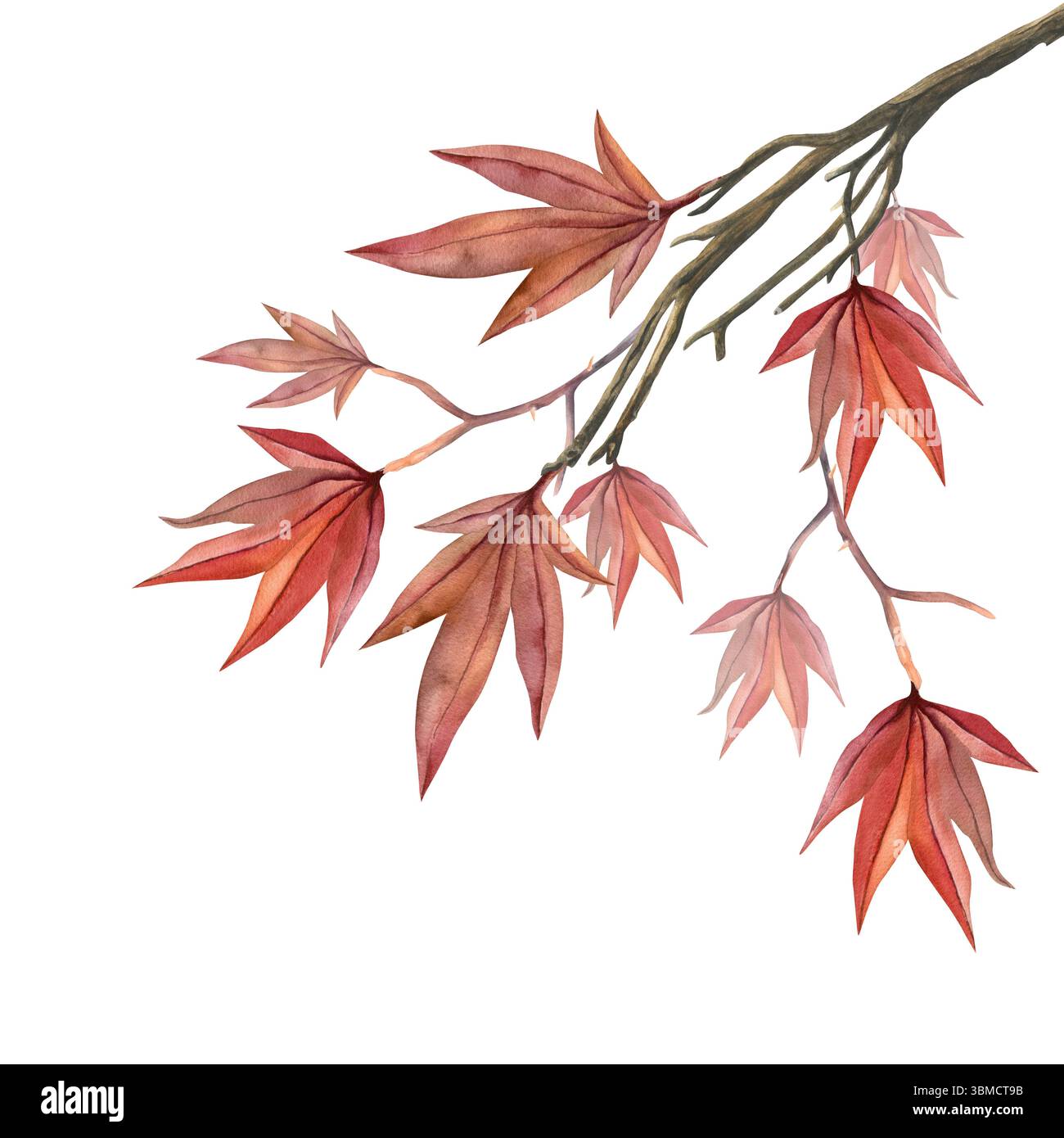 Red leaves of a japanese maple tree branch close-up art. Watercolor ...