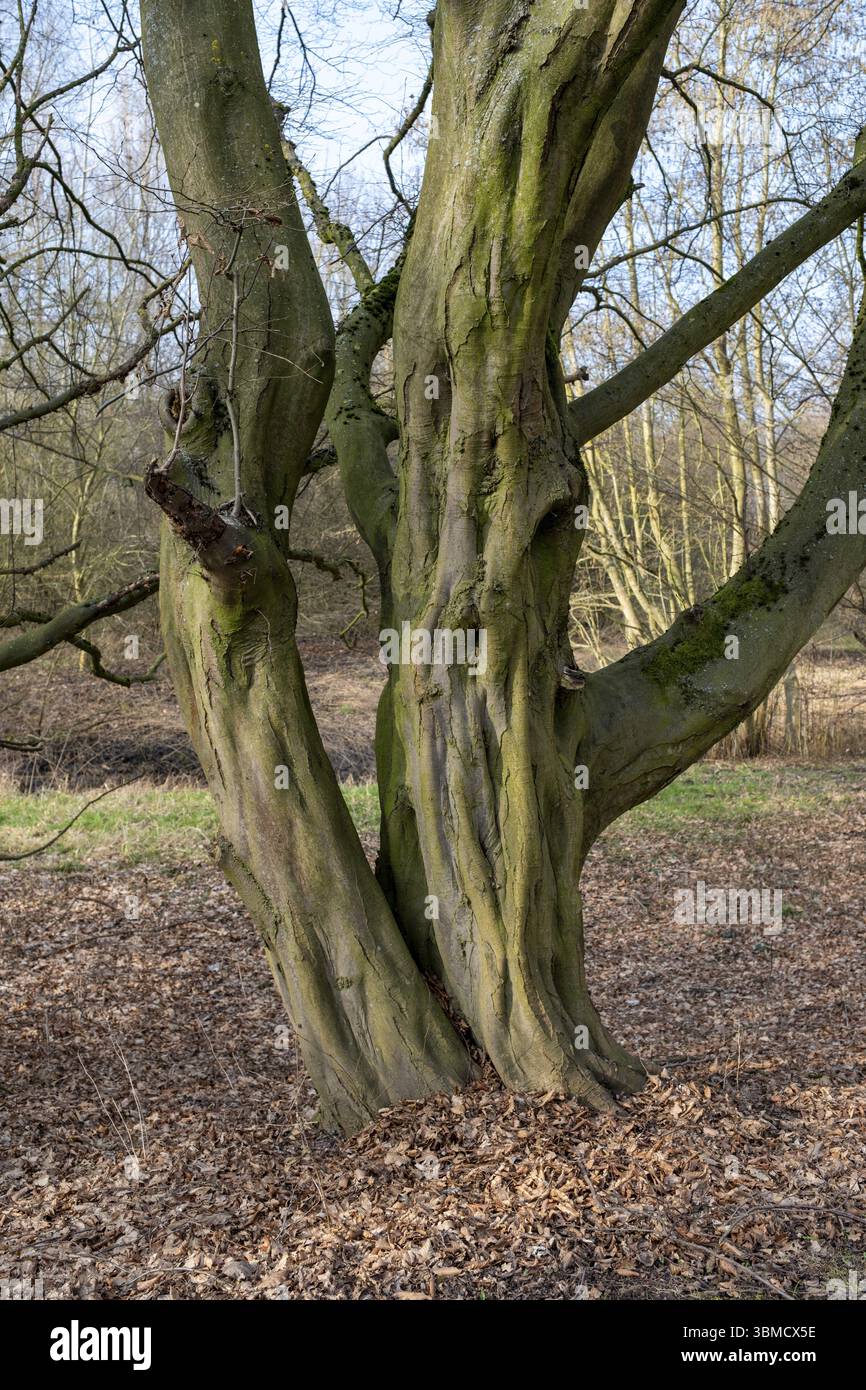 Lower part tree trunks hi-res stock photography and images - Alamy