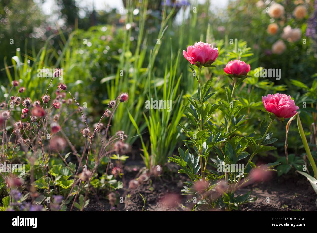 Coral peony hi-res stock photography and images - Alamy
