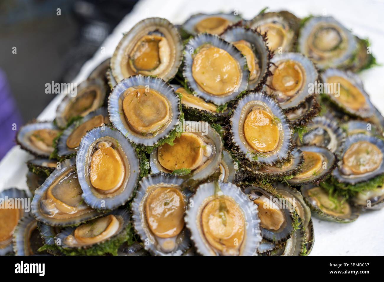 Patella limpets, marine gastropod mollusks, covered fish market of the ...