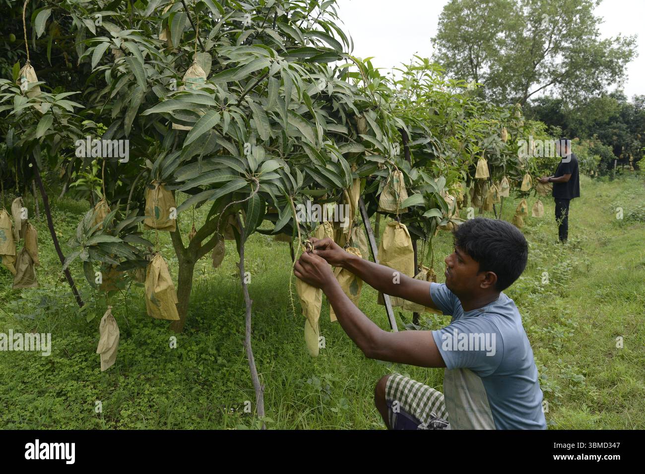 Bangladesh mango farmer hi-res stock photography and images - Alamy