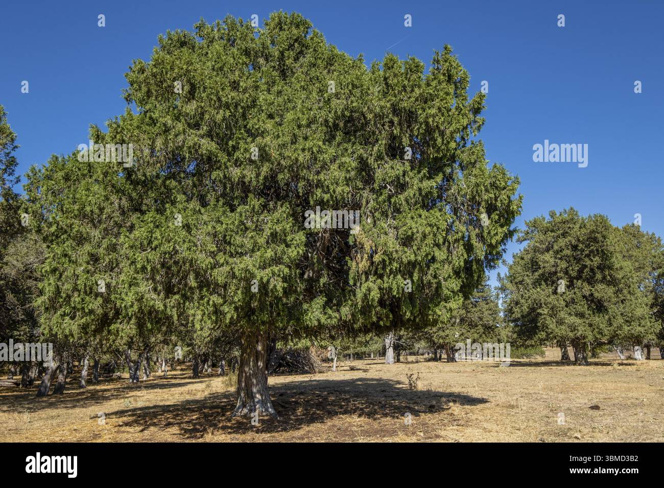 Juniper Wald (Juniperus thurifera), gelisteter Monumentalbaum ...